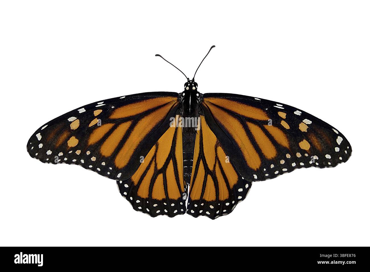 Monarch butterfly (danaus plexippus Stock Photo - Alamy