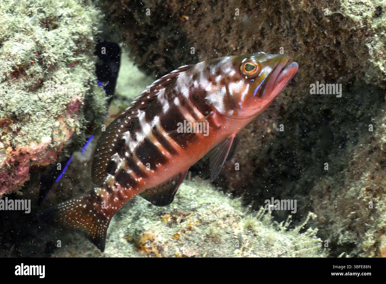 King sawfish (Serranus atricauda Stock Photo - Alamy
