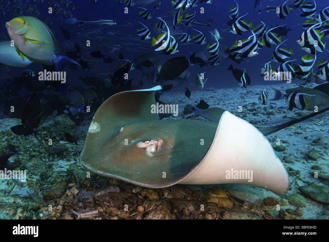 Atlantic stingrays hi-res stock photography and images - Alamy