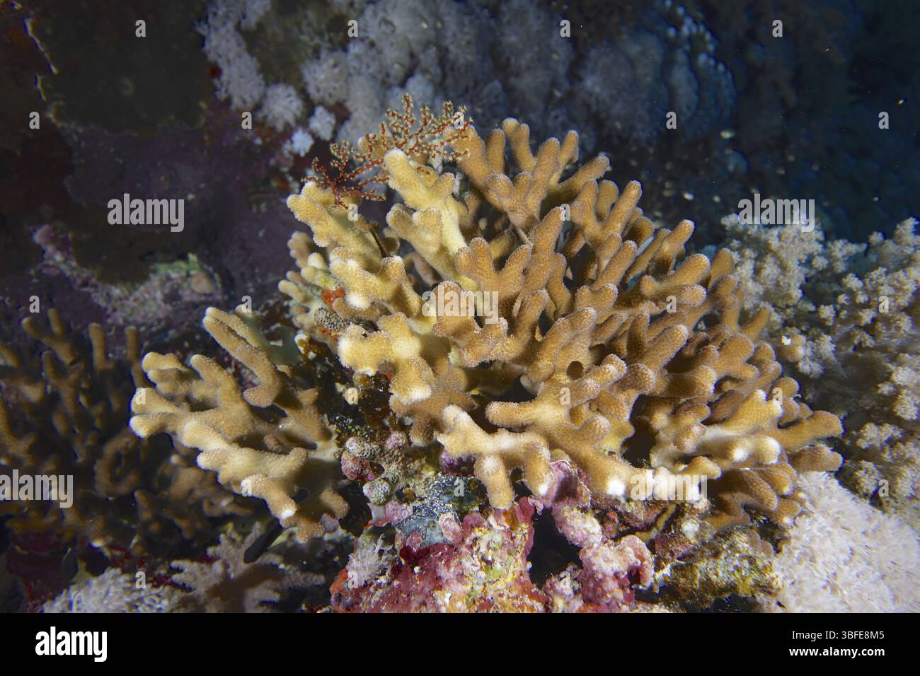 Finger coral (Stylophora subseriata Stock Photo - Alamy