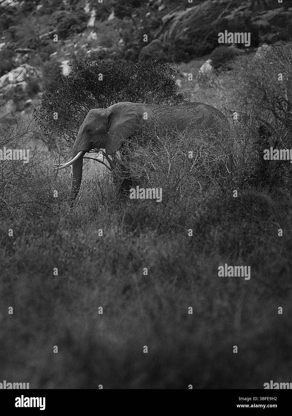 African savanna animal Black and White Stock Photos & Images - Alamy