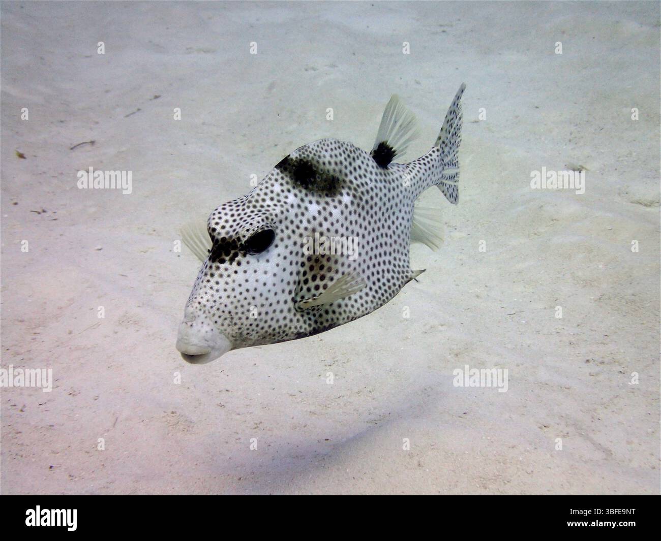 Black-spotted boxfish (Lactophrys bicaudalis Stock Photo - Alamy