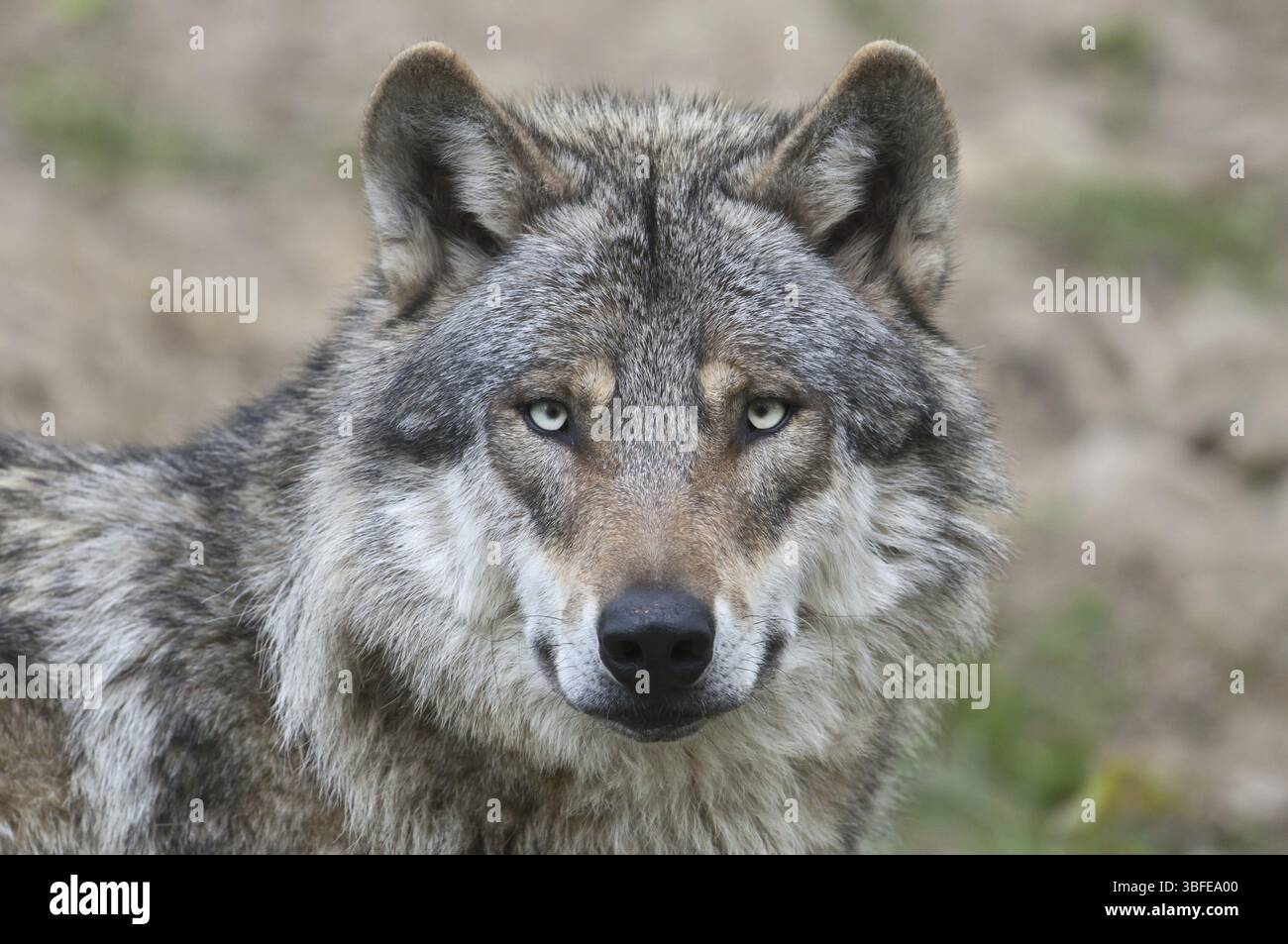 Gray wolf canis lupus threatening hi-res stock photography and images ...