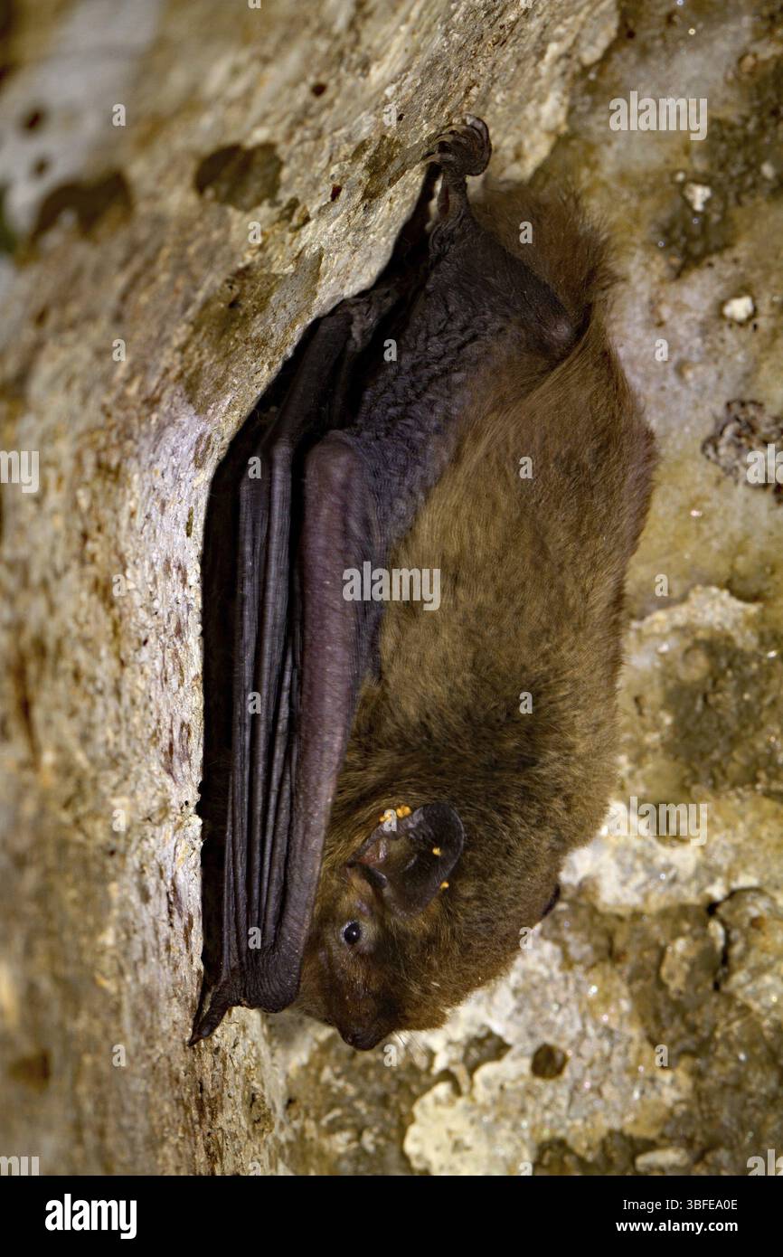 Mosquito bat (Pipistrellus pygmaeus Stock Photo - Alamy