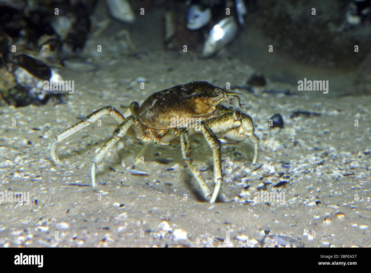 Little spider crab (Hyas araneus Stock Photo - Alamy