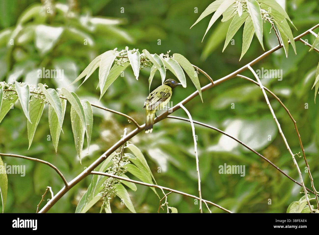 Philippine bulbul hi-res stock photography and images - Alamy