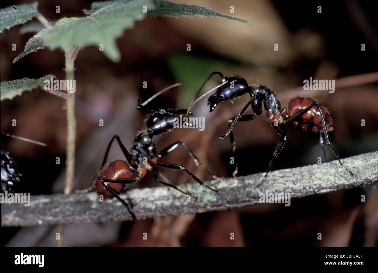 Giant ants (Camponotus gigas Stock Photo - Alamy
