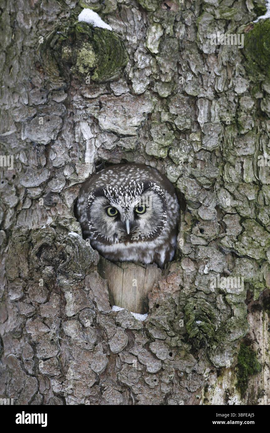 Aegolius funereus nest hi-res stock photography and images - Alamy