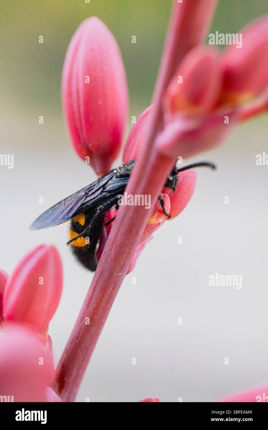 Black and yellow mud dauber wasp on red yucca (Hesperaloe parviflora ...