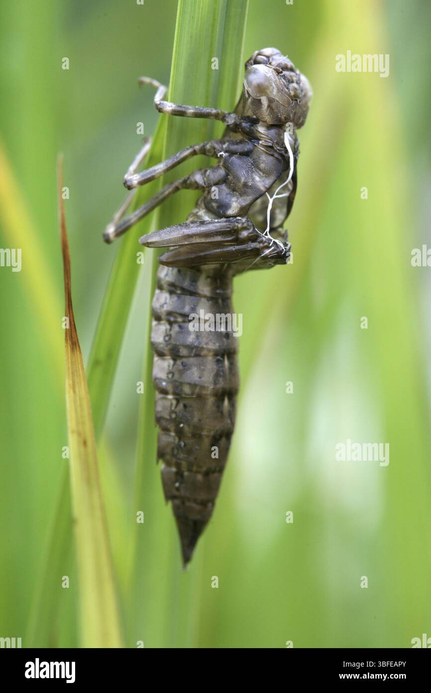 Southern Hawker - Exuvia (Aeshna cyanea Stock Photo - Alamy