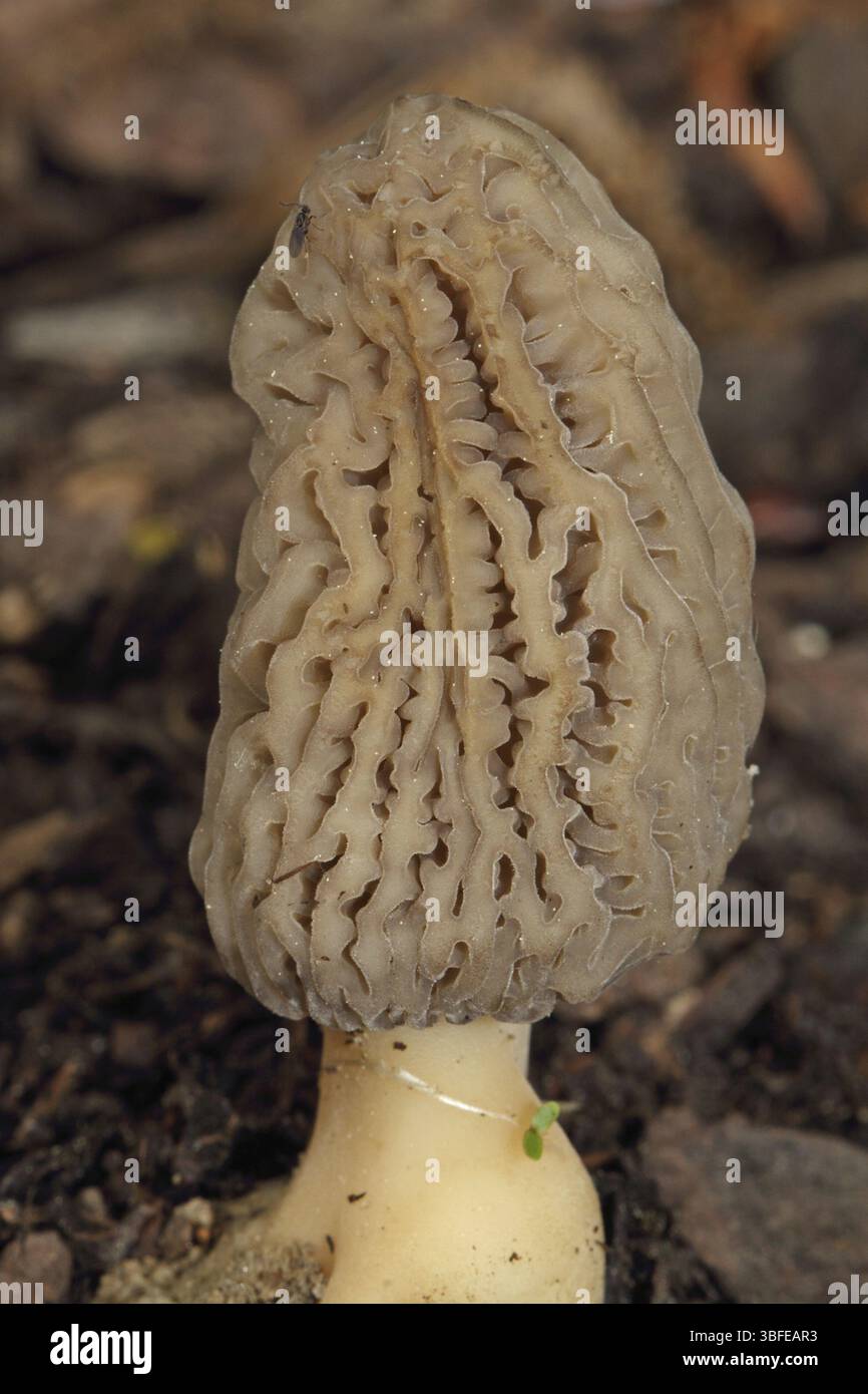 Morchella fungus hi-res stock photography and images - Alamy