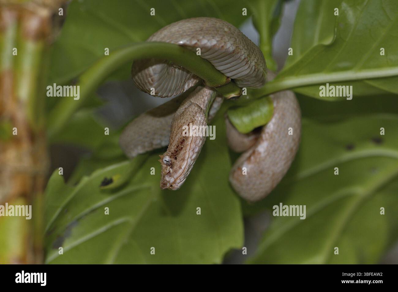 Bocaracá hi-res stock photography and images - Alamy