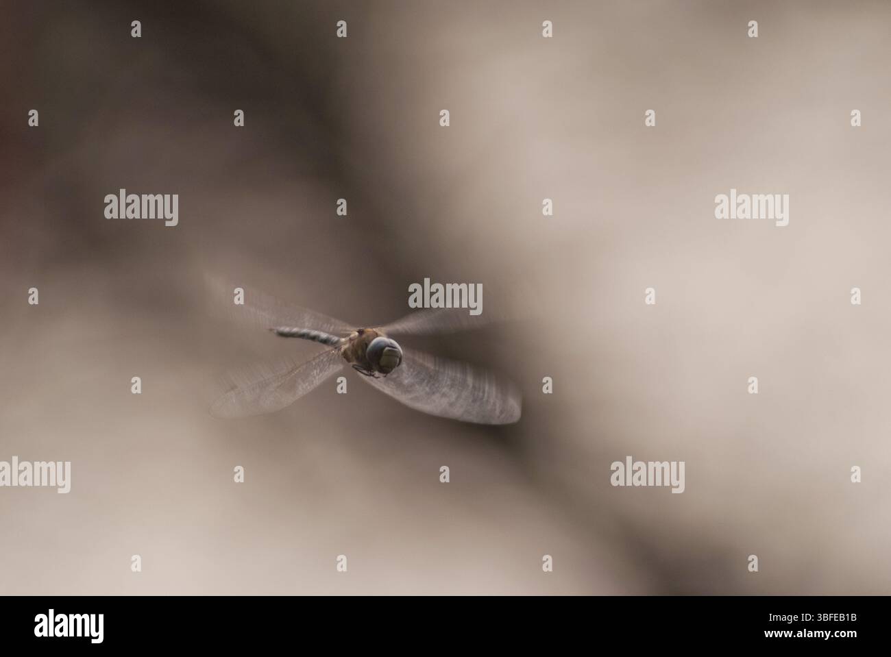 Autumn mosaic damselfly in flight (Aeshna mixta Stock Photo - Alamy