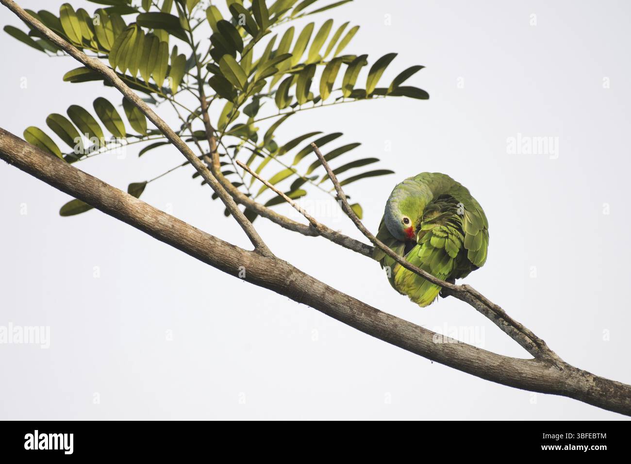 Yellow-cheeked Amazon (Amazona autumnalis Stock Photo - Alamy