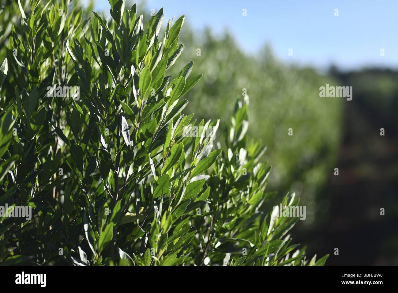 Crop of Duboisia myoporoides growing in the South Burnett district of ...