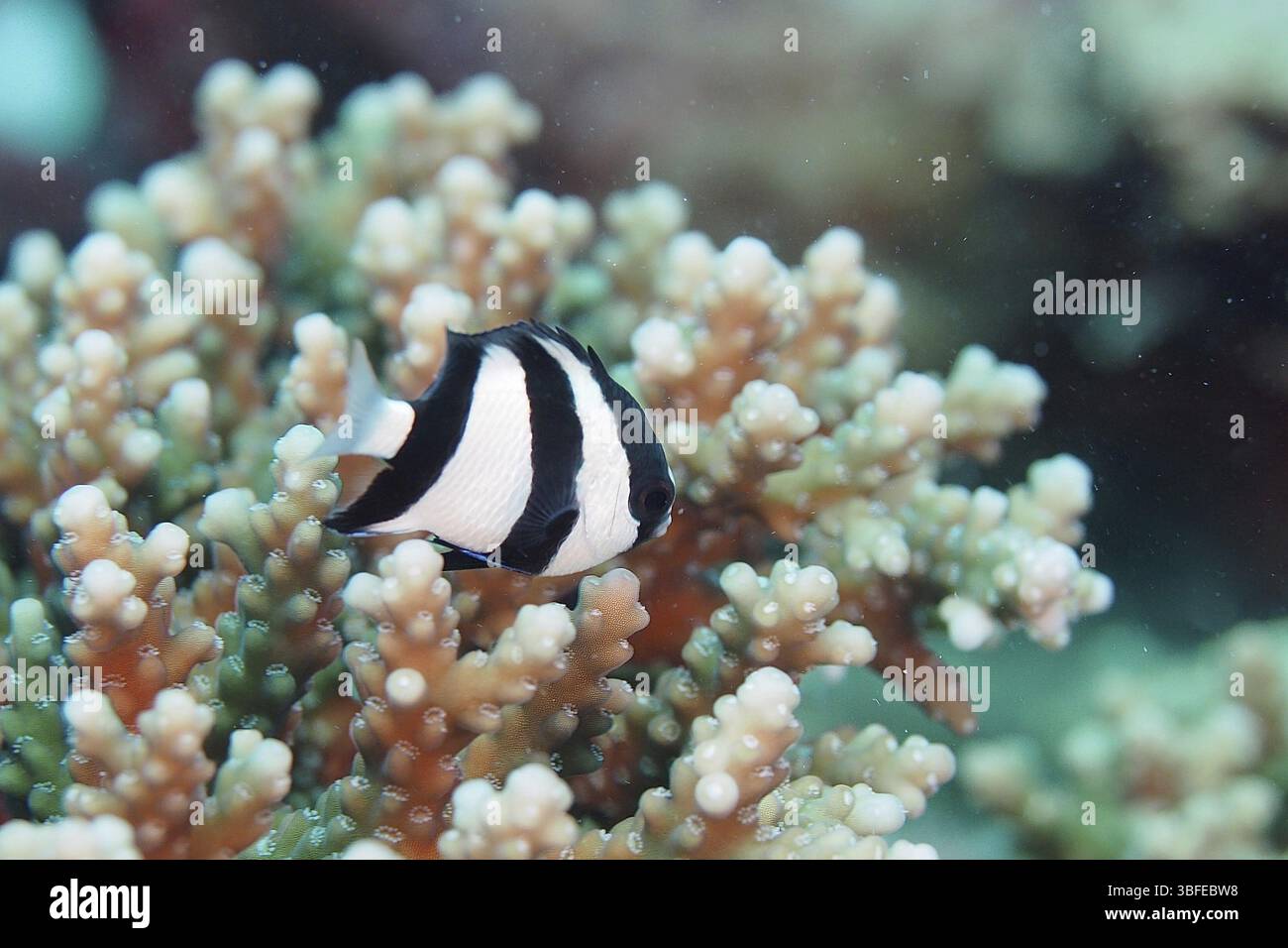 Whitetail angelfish hi-res stock photography and images - Alamy