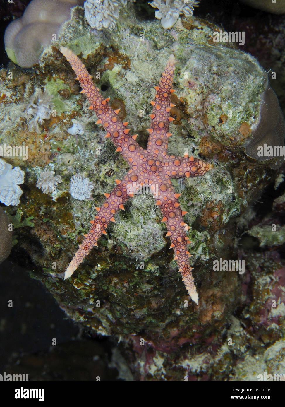 Spiny starfish (Fromia nodosa Stock Photo - Alamy