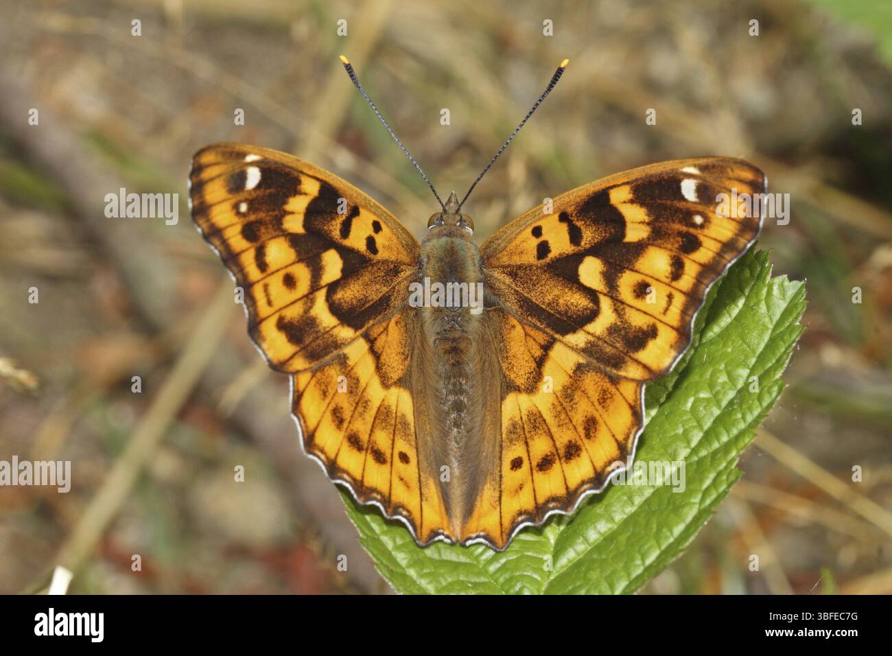 Lesser purple emperor (Apatura lilia Stock Photo - Alamy