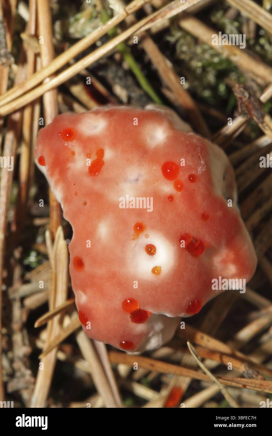 Bleeding cork stinging (Hydnellum peckii Stock Photo - Alamy