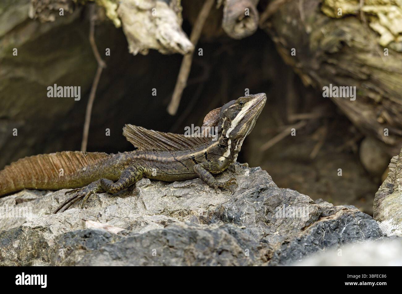 Helmeted Basilisk (Basiliscus basiliscus Stock Photo - Alamy