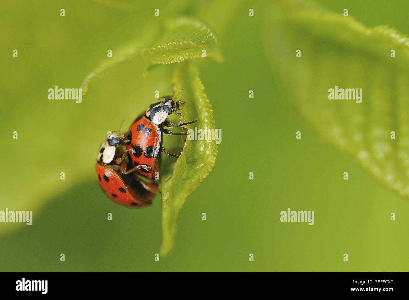 Asian lady beetle (Harmonia axyridis Stock Photo - Alamy