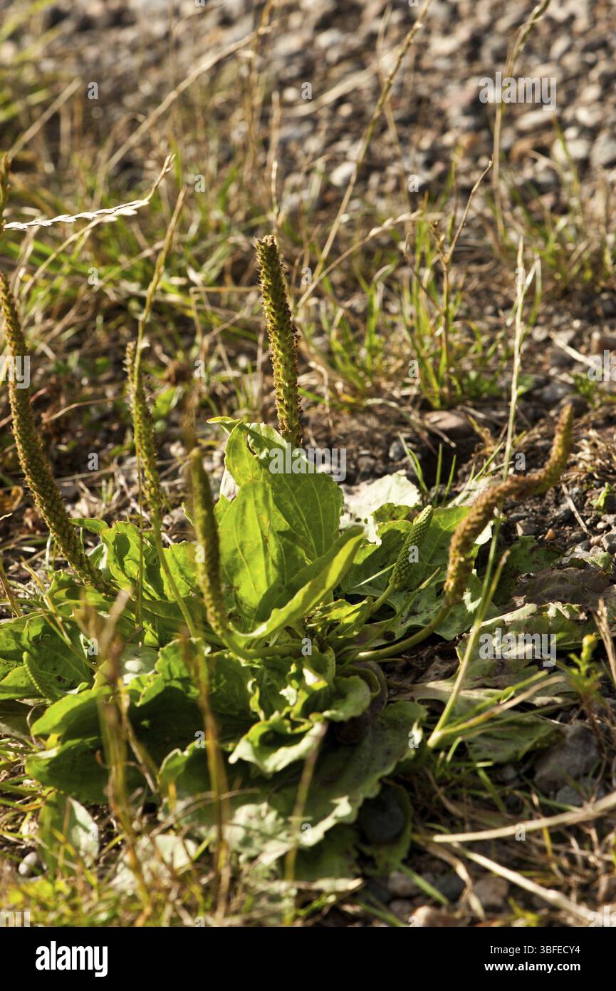 Large plantain (Plantago major Stock Photo - Alamy