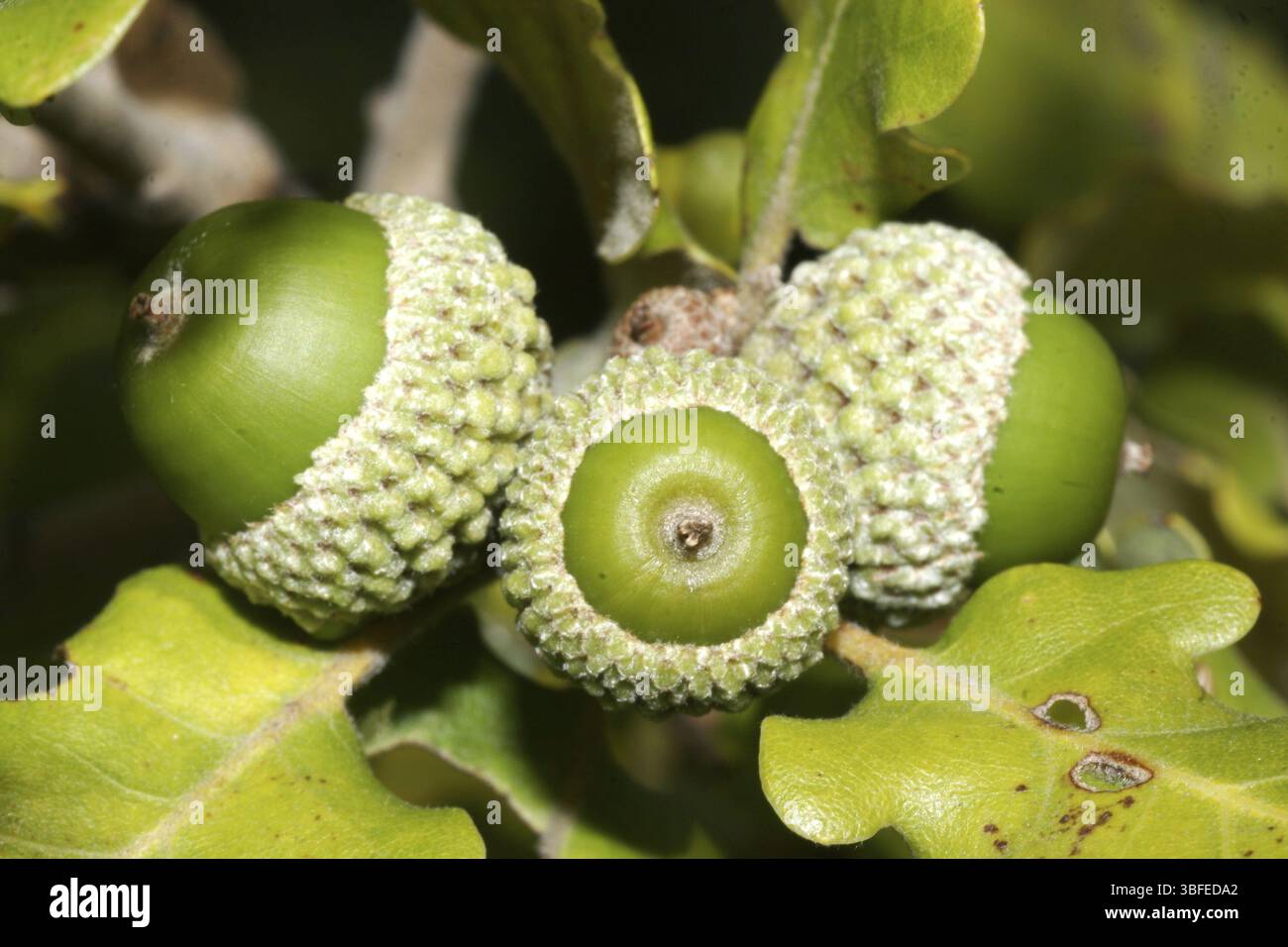 Downy oak (Quercus pubescens Stock Photo - Alamy