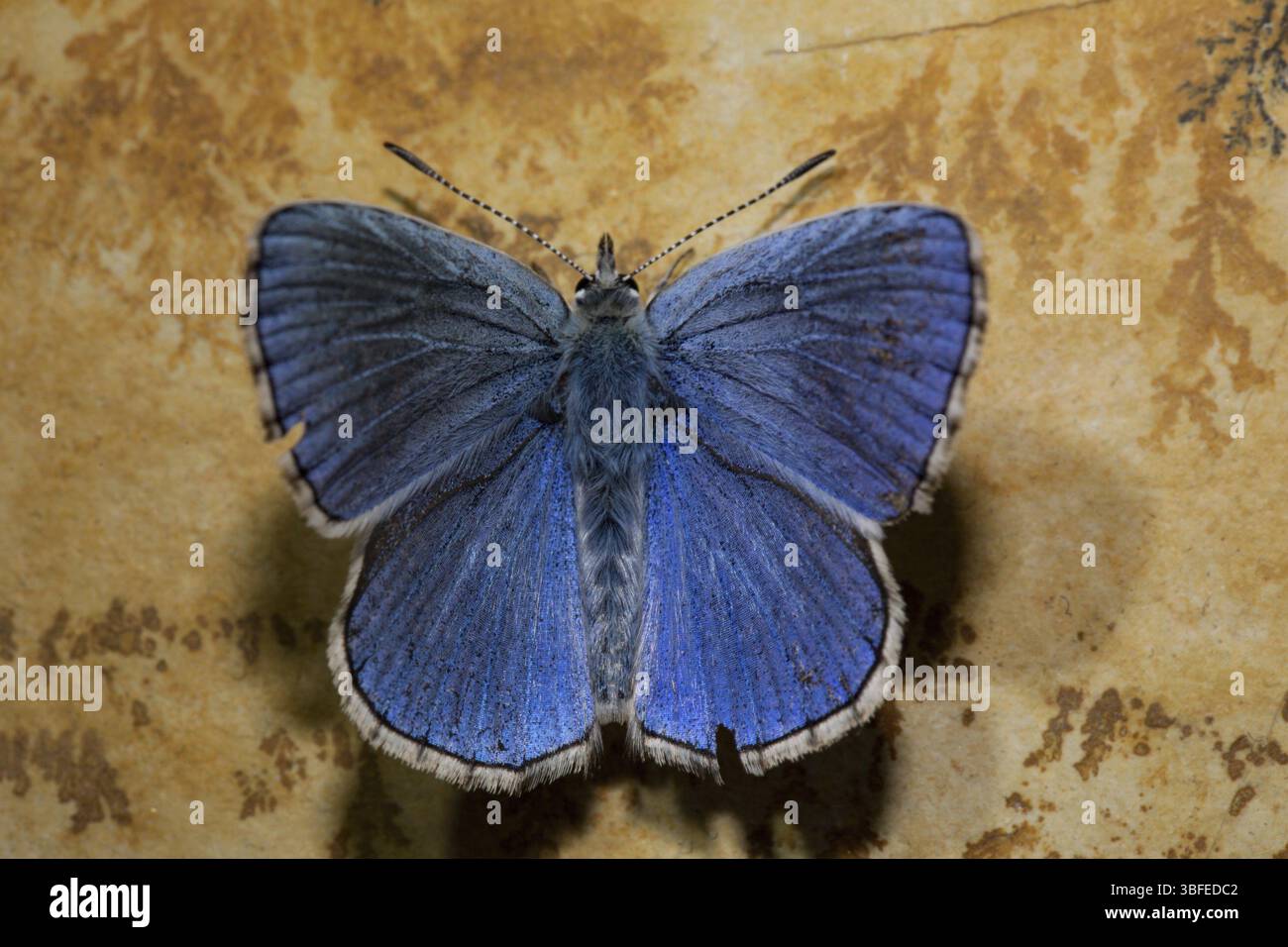 Adonis blue (Polyommatus bellargus Stock Photo - Alamy