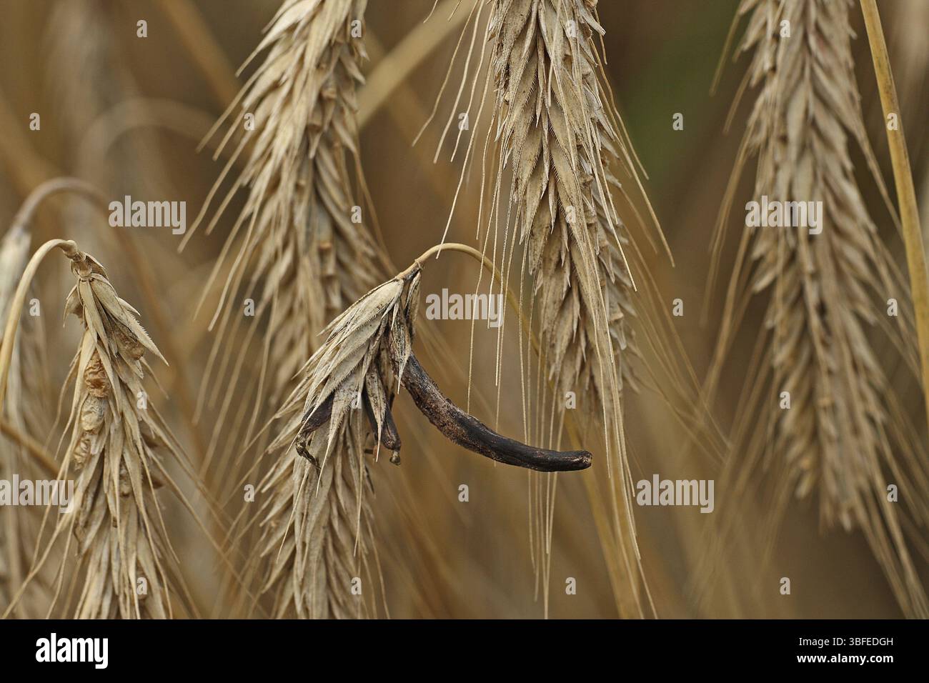 Ergot Fungus (Claviceps purpurea Stock Photo - Alamy
