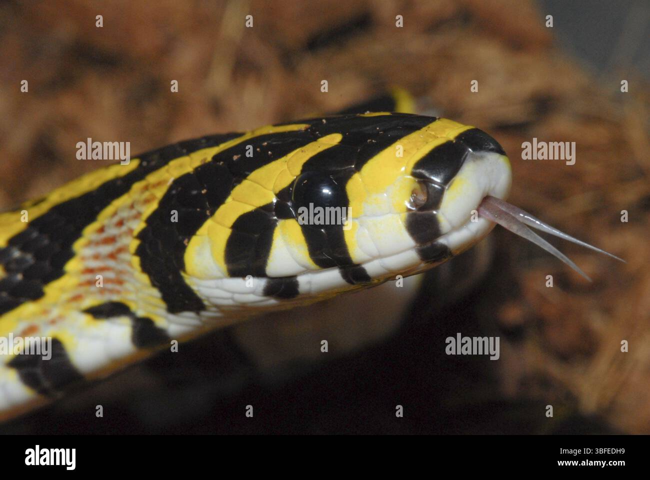 Euprepiophis mandarinus hi-res stock photography and images - Alamy