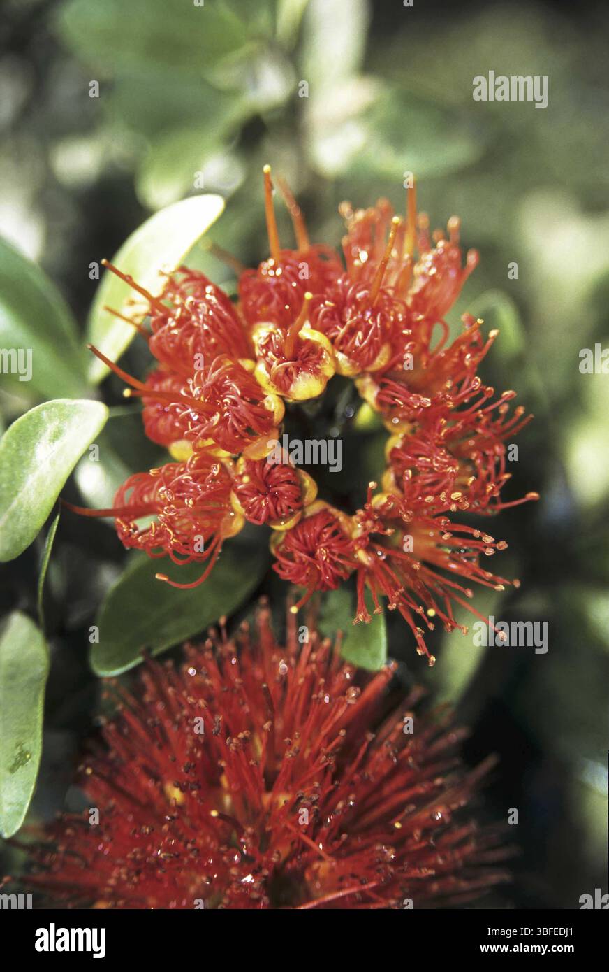 Northern rata (Metrosideros robusta Stock Photo - Alamy