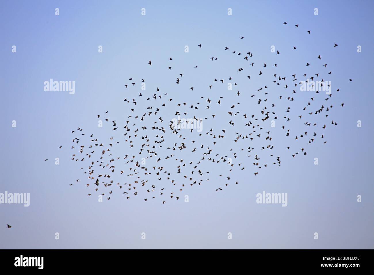 Flock redwing turdus iliacus hi-res stock photography and images - Alamy