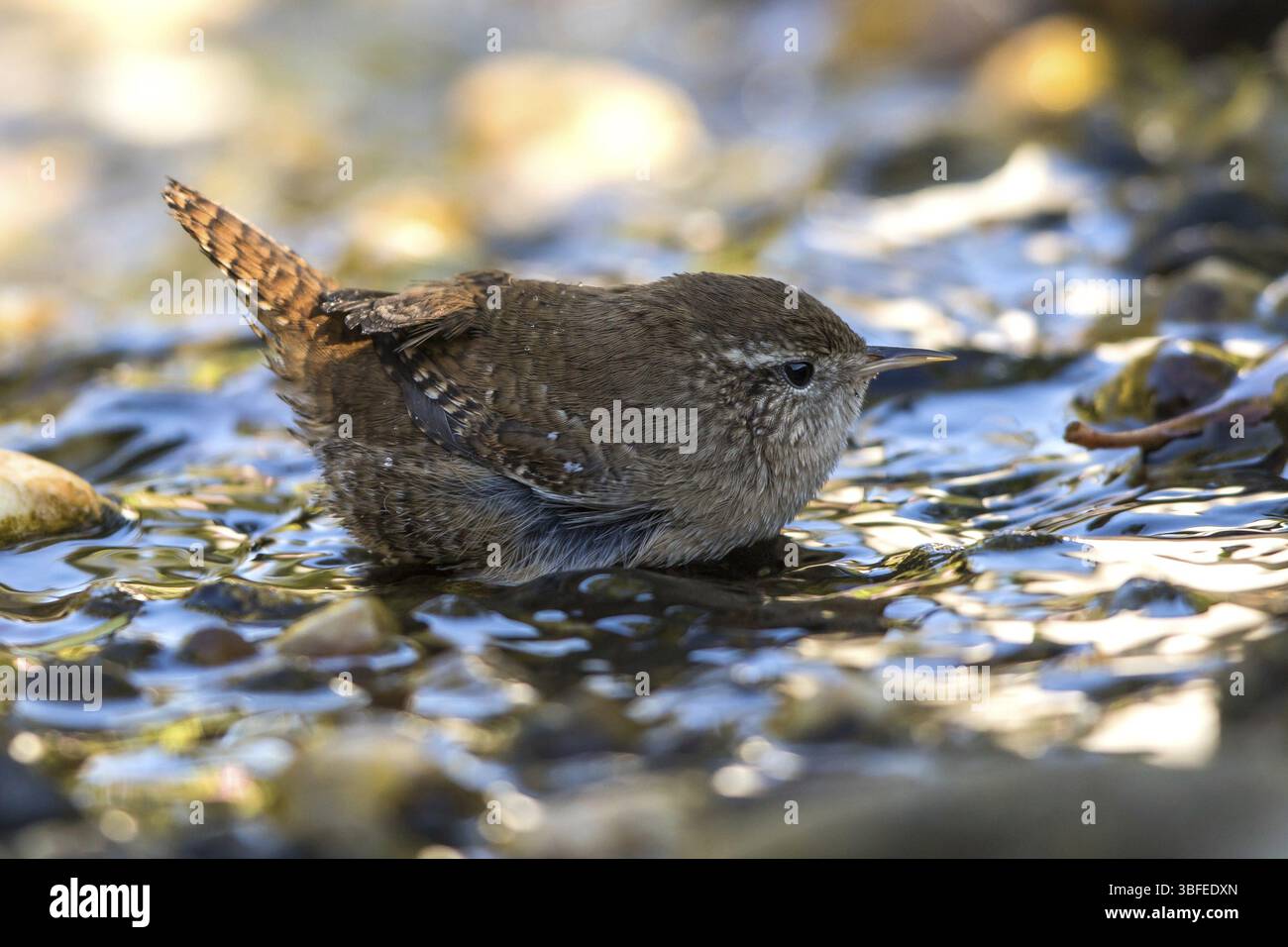 Wren bathing in the stream (Troglodytes troglodytes Stock Photo - Alamy