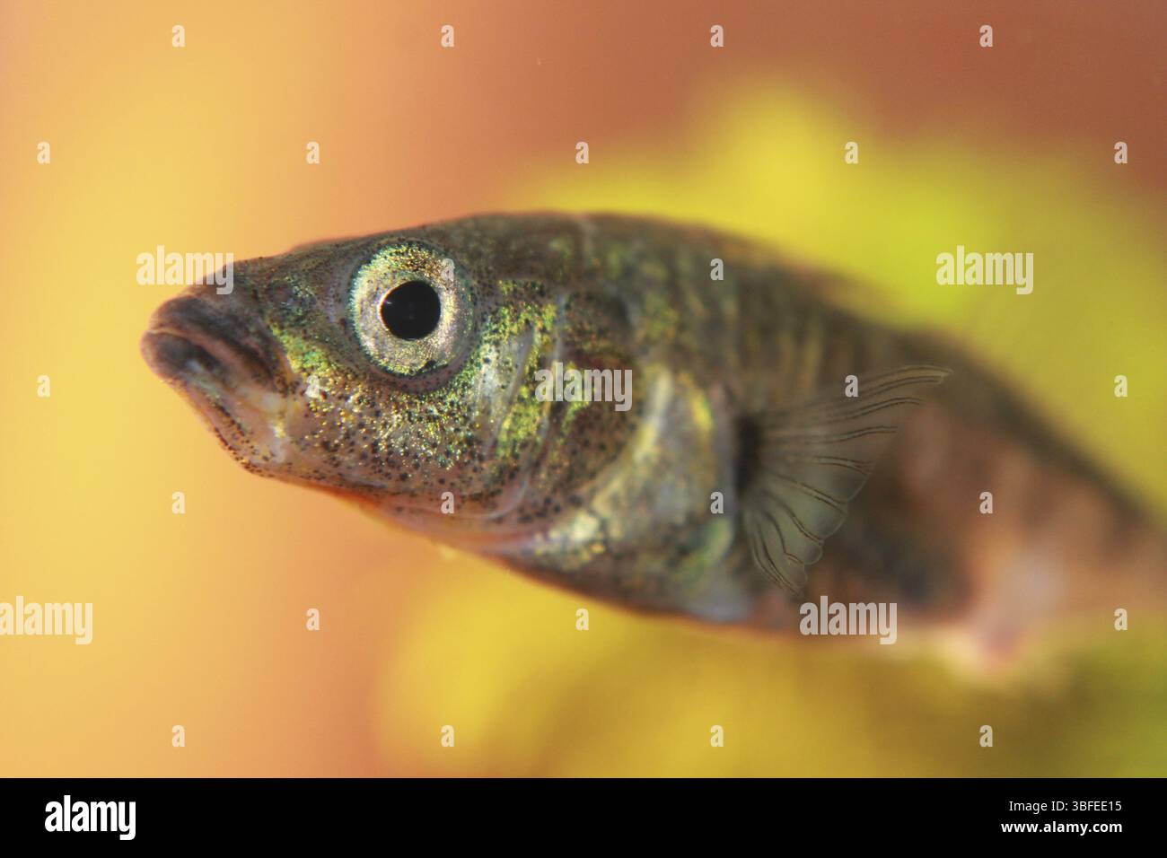Gasterosteidae hi-res stock photography and images - Alamy