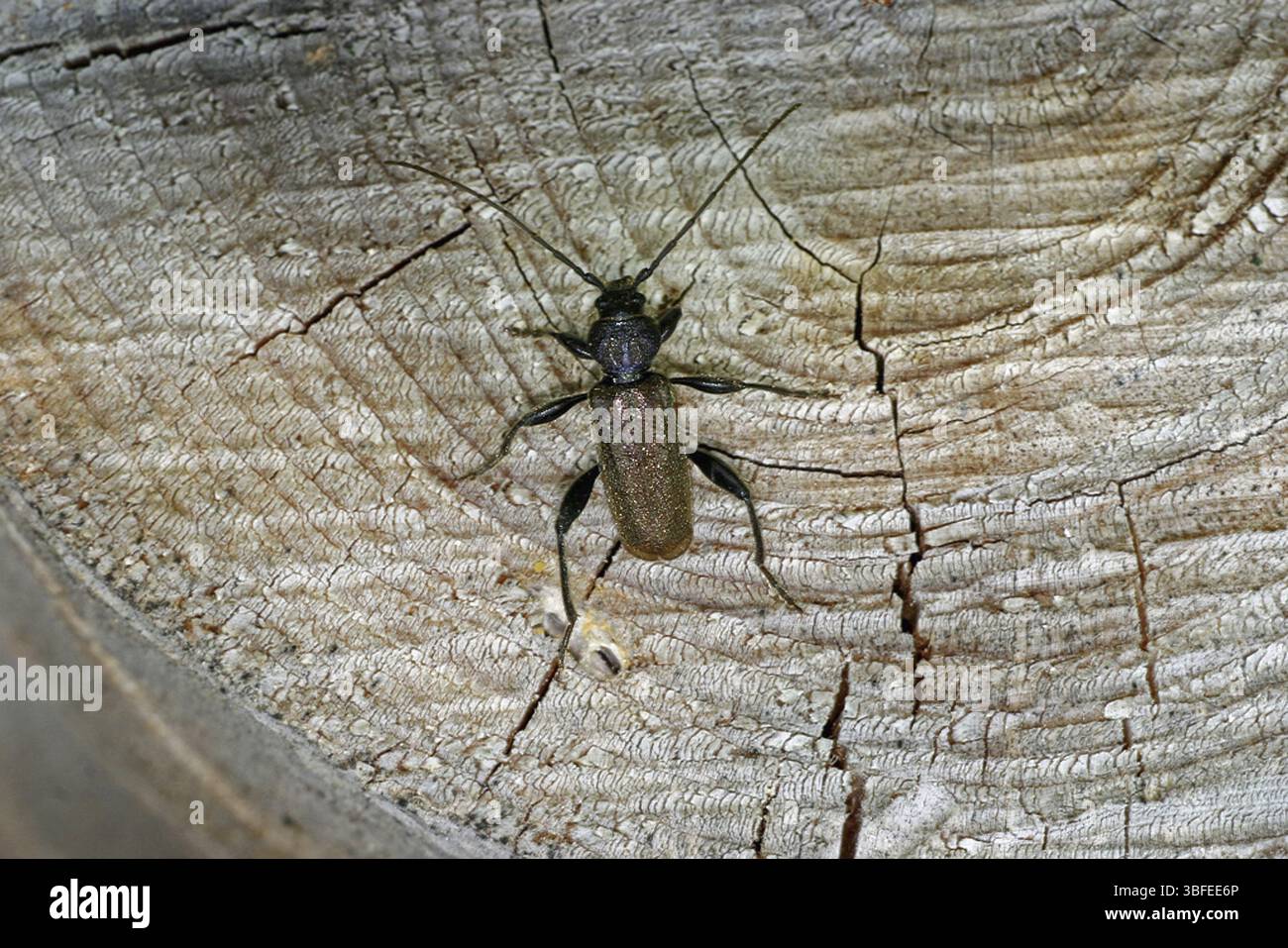 Asemum hi-res stock photography and images - Alamy