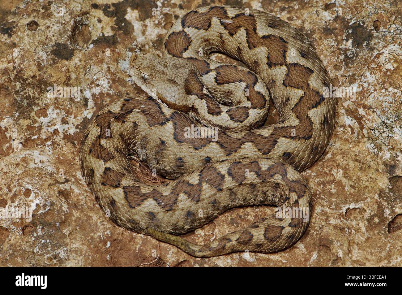 Southern horned viper (Vipera ammodytes meridionalis Stock Photo - Alamy