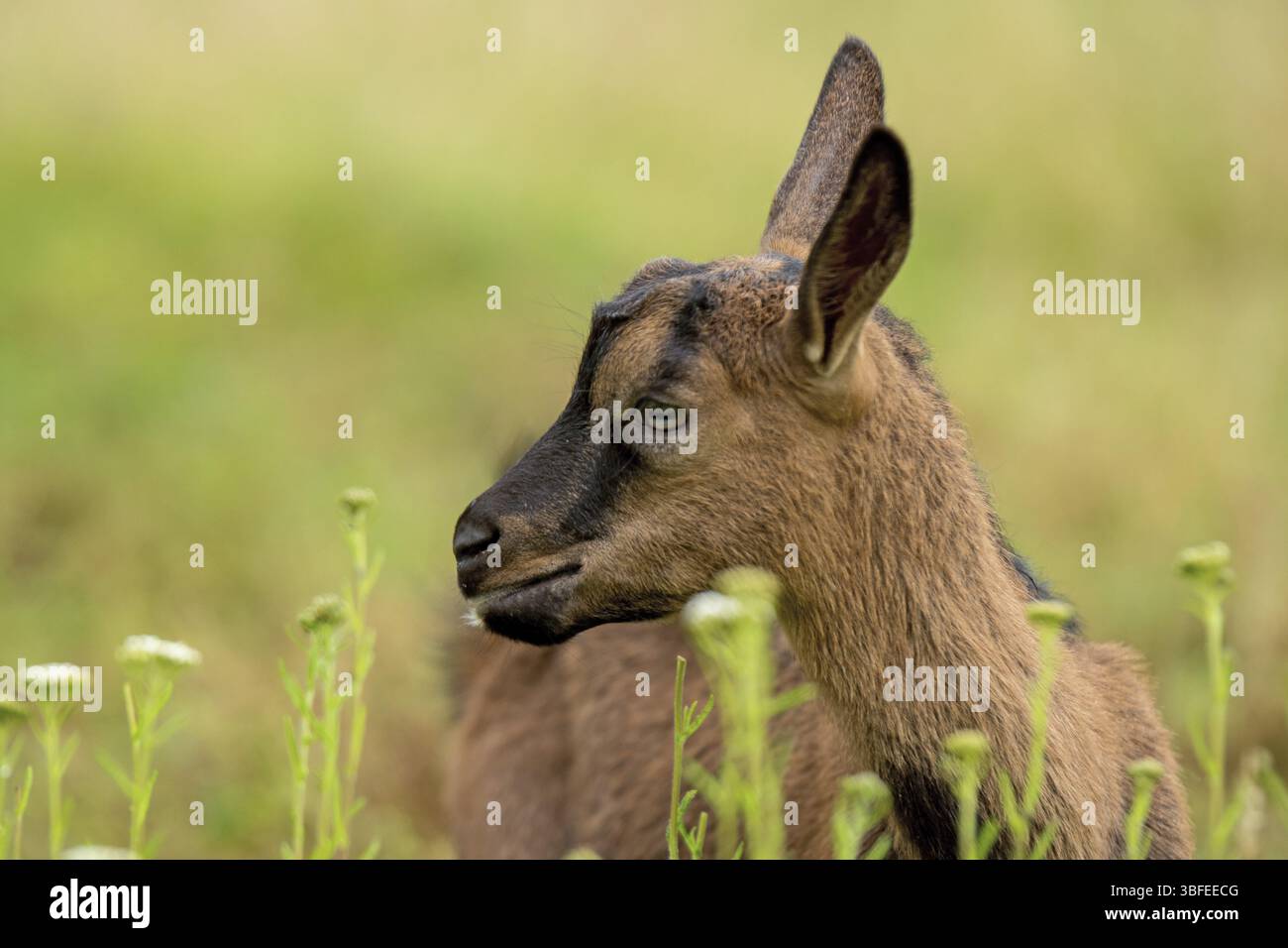 Harz goat fawn Stock Photo - Alamy