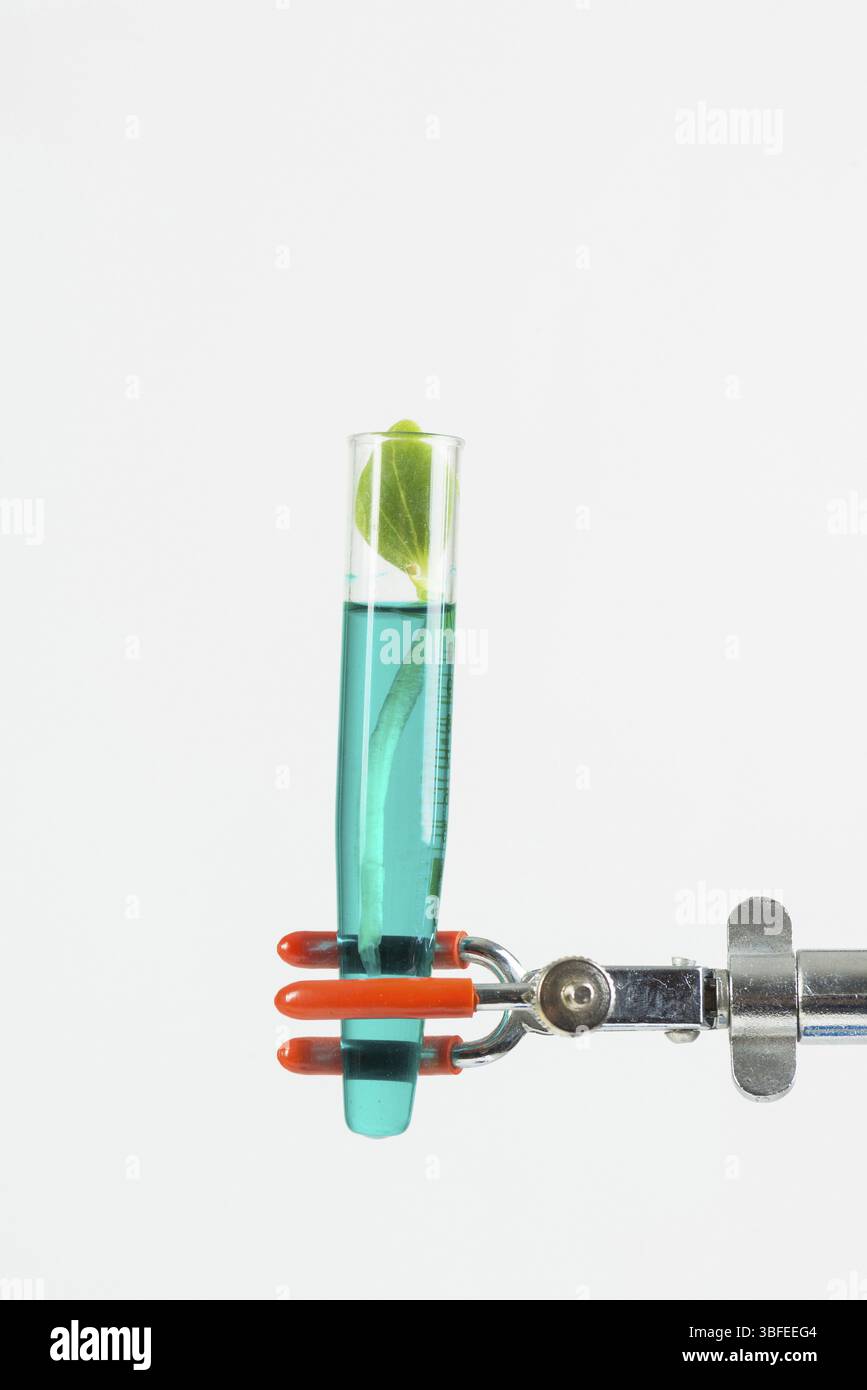 Genetic modification of plants for agriculture industry. Green sprout ...