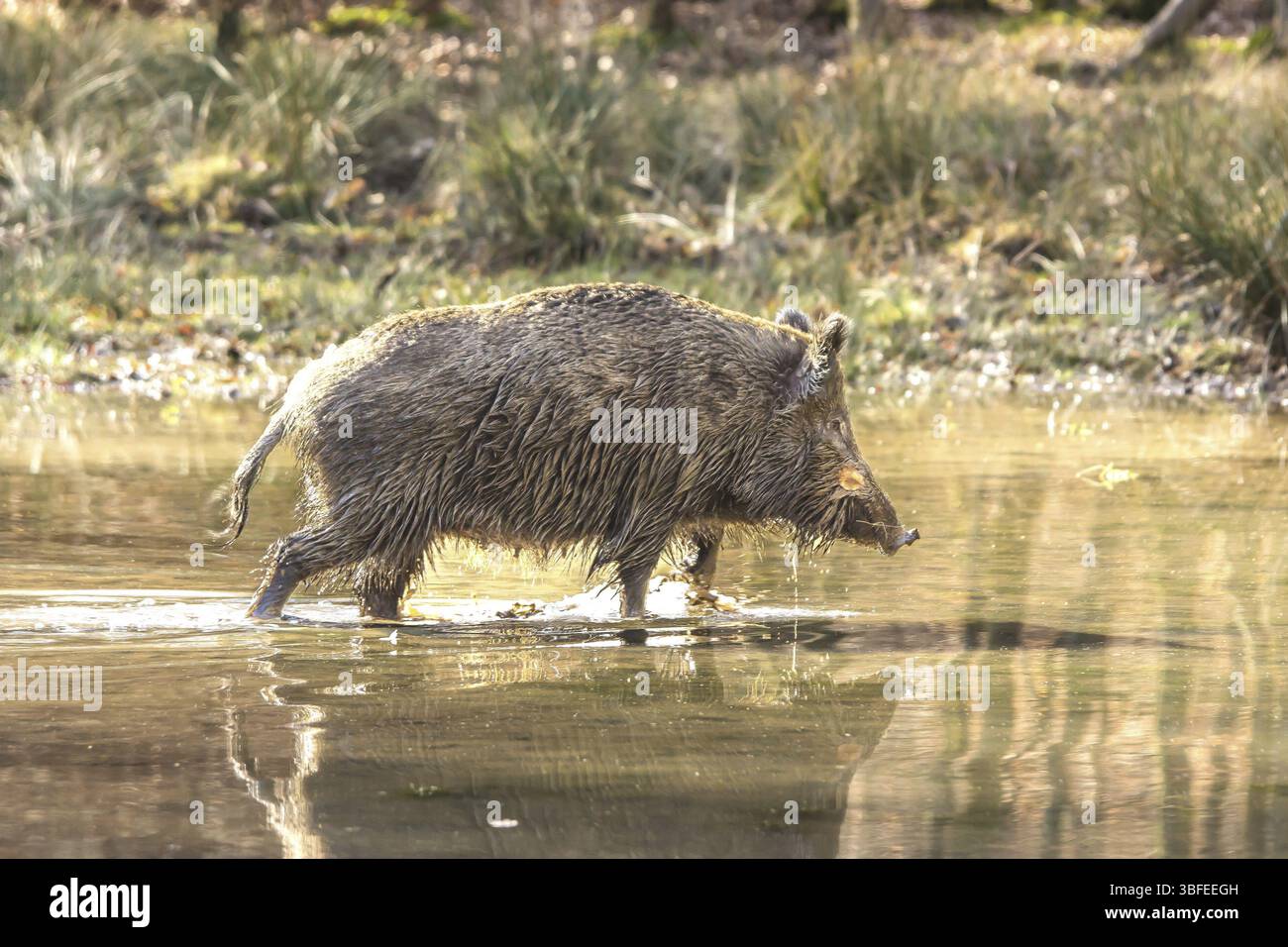 Wild boar - Roe deer - (Sus scorfa Stock Photo - Alamy