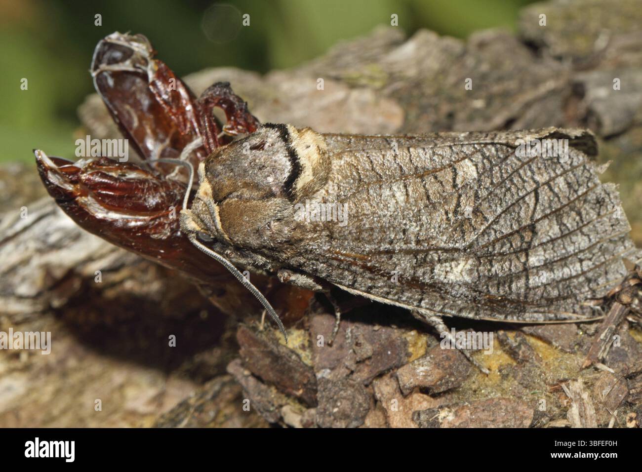 Goat moth cossus cossus pupa hi-res stock photography and images - Alamy