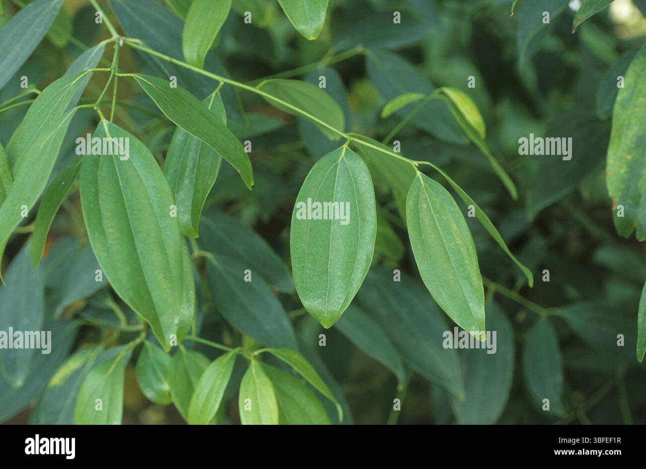 Ceylon cinnamon tree (Cinnamomum zeylanicum Stock Photo - Alamy