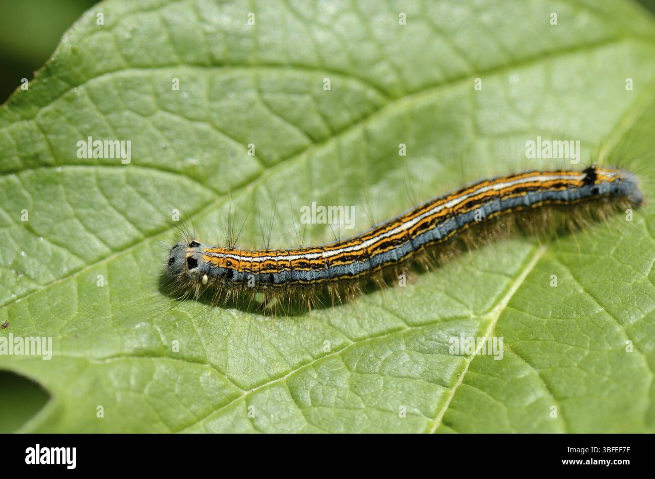 Ringworm caterpillar (Malacosoma neustria Stock Photo - Alamy
