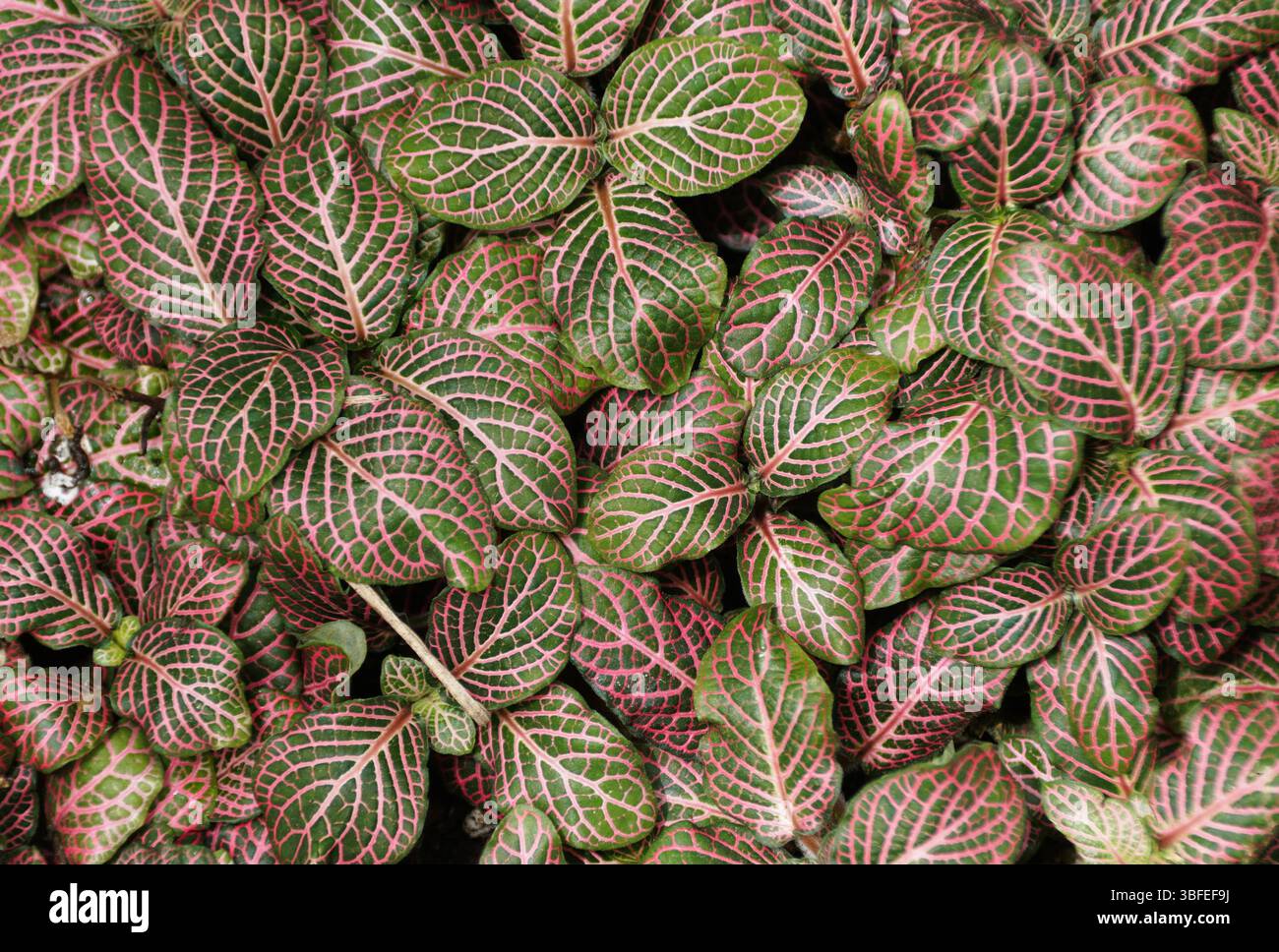 Colorful patterns in shades hi-res stock photography and images - Alamy