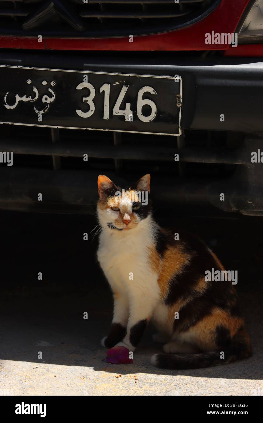 Posing with a cat hi-res stock photography and images - Alamy