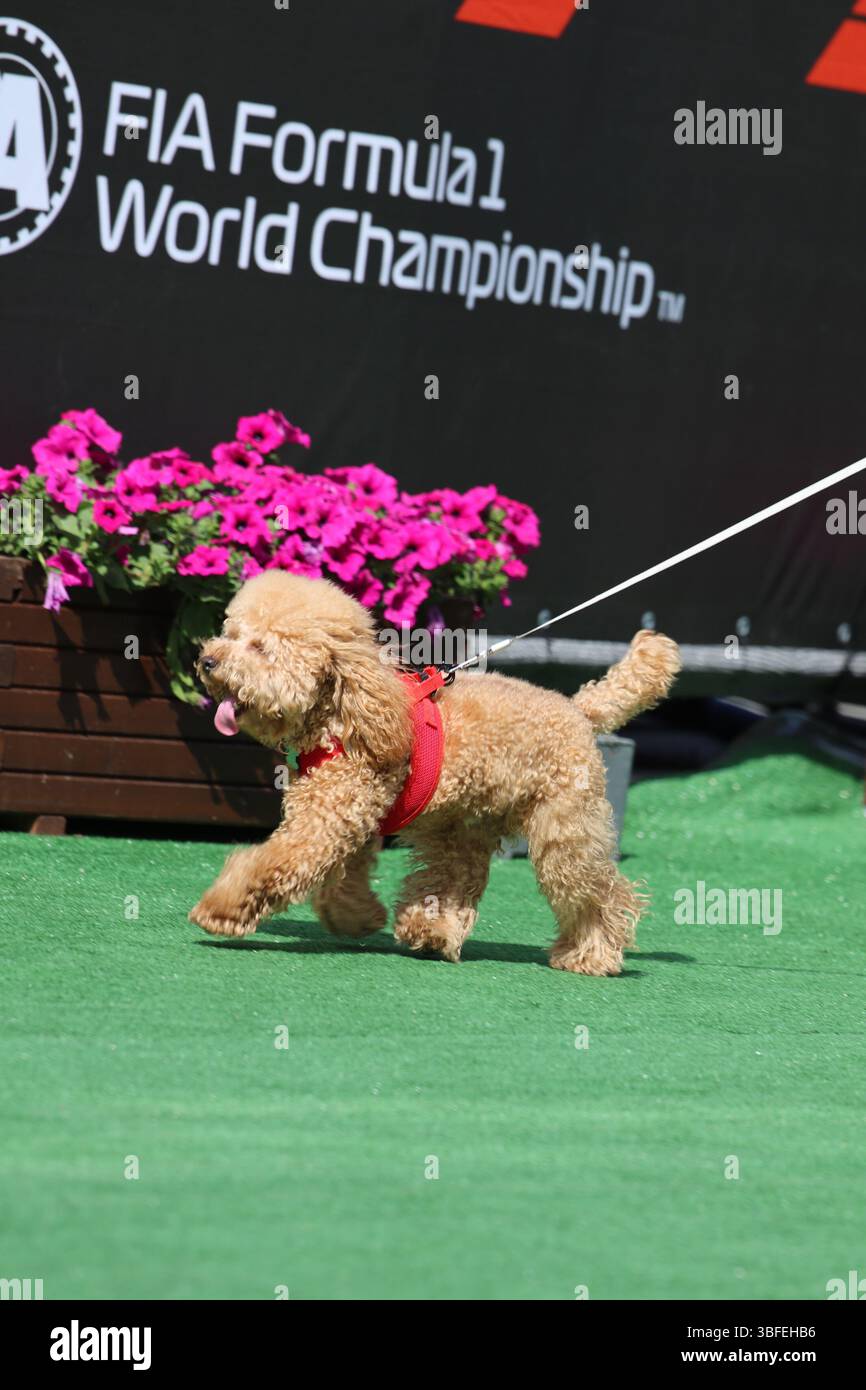 Simba, Hund von Pierre Gasly (BWT Alpine F1 Team, 10), Race day, ESP ...