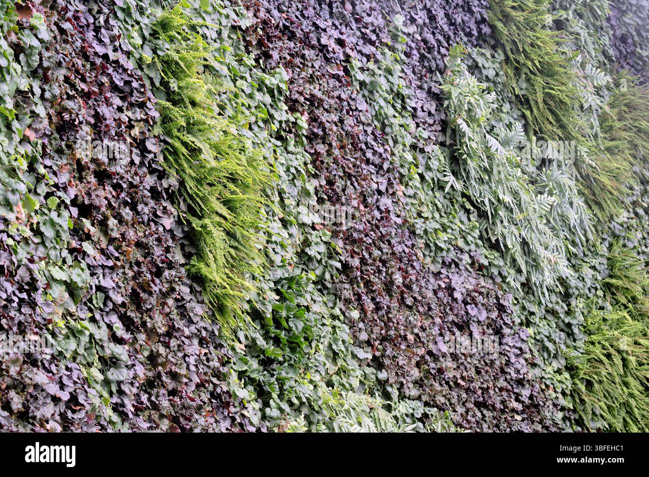Tropical leaf tropical wall mural hi-res stock photography and images ...