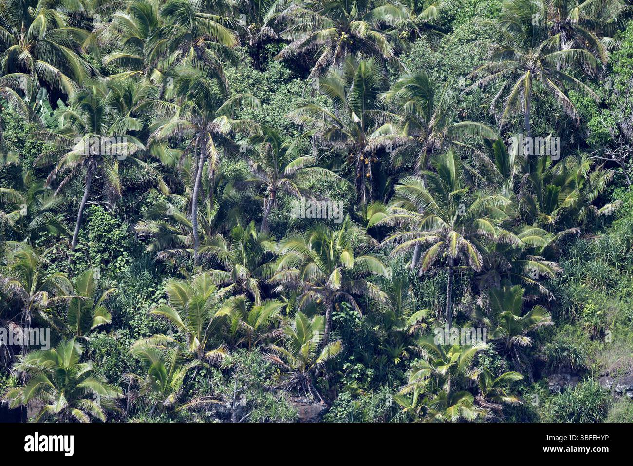 Vegetation of britain hi-res stock photography and images - Alamy