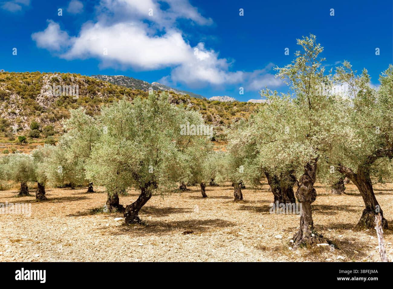 Olive tree grove in Tramuntana mountains of Majorca - 0687 Stock Photo ...
