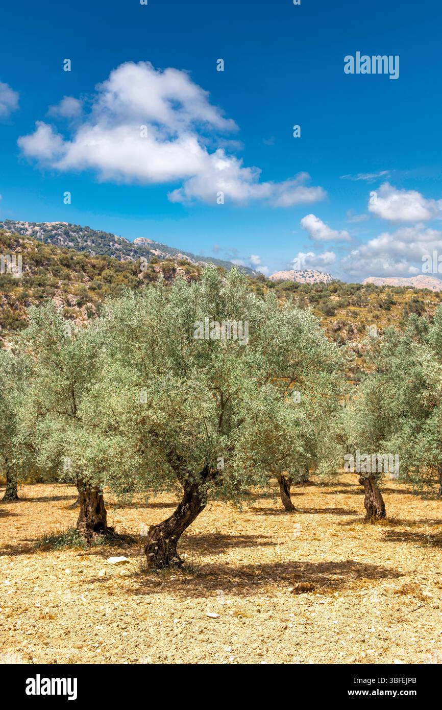 Olive tree grove in Tramuntana mountains of Majorca - 0690 Stock Photo ...
