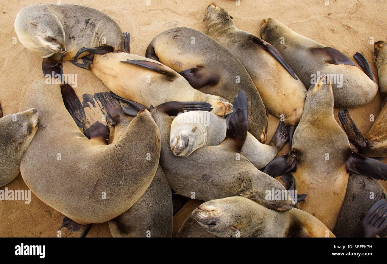 Group of Cape fur seals (Arctocephalus pusillus) at Cape Cross, Namibia ...